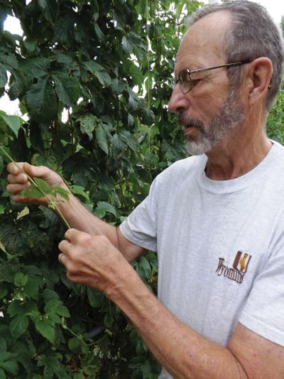 Growing your own hops for home brew | Local News | thesheridanpress.com