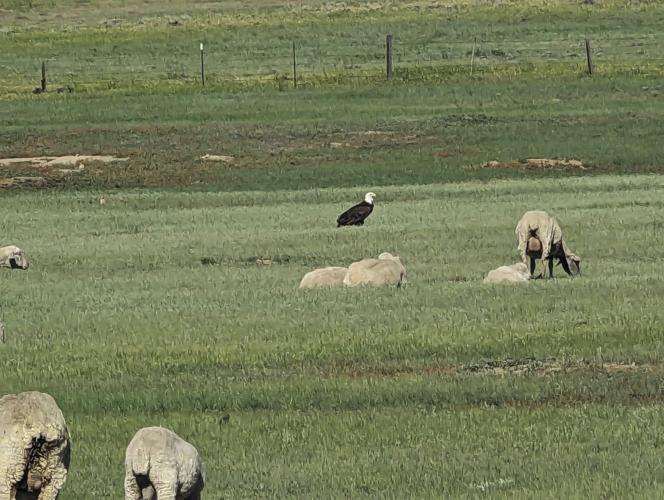 Sheep populations decimated by golden, bald eagles | Local News ...