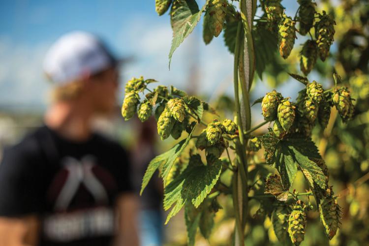 Miraculous hops harvest at Sheridan College exceeds expectations ...
