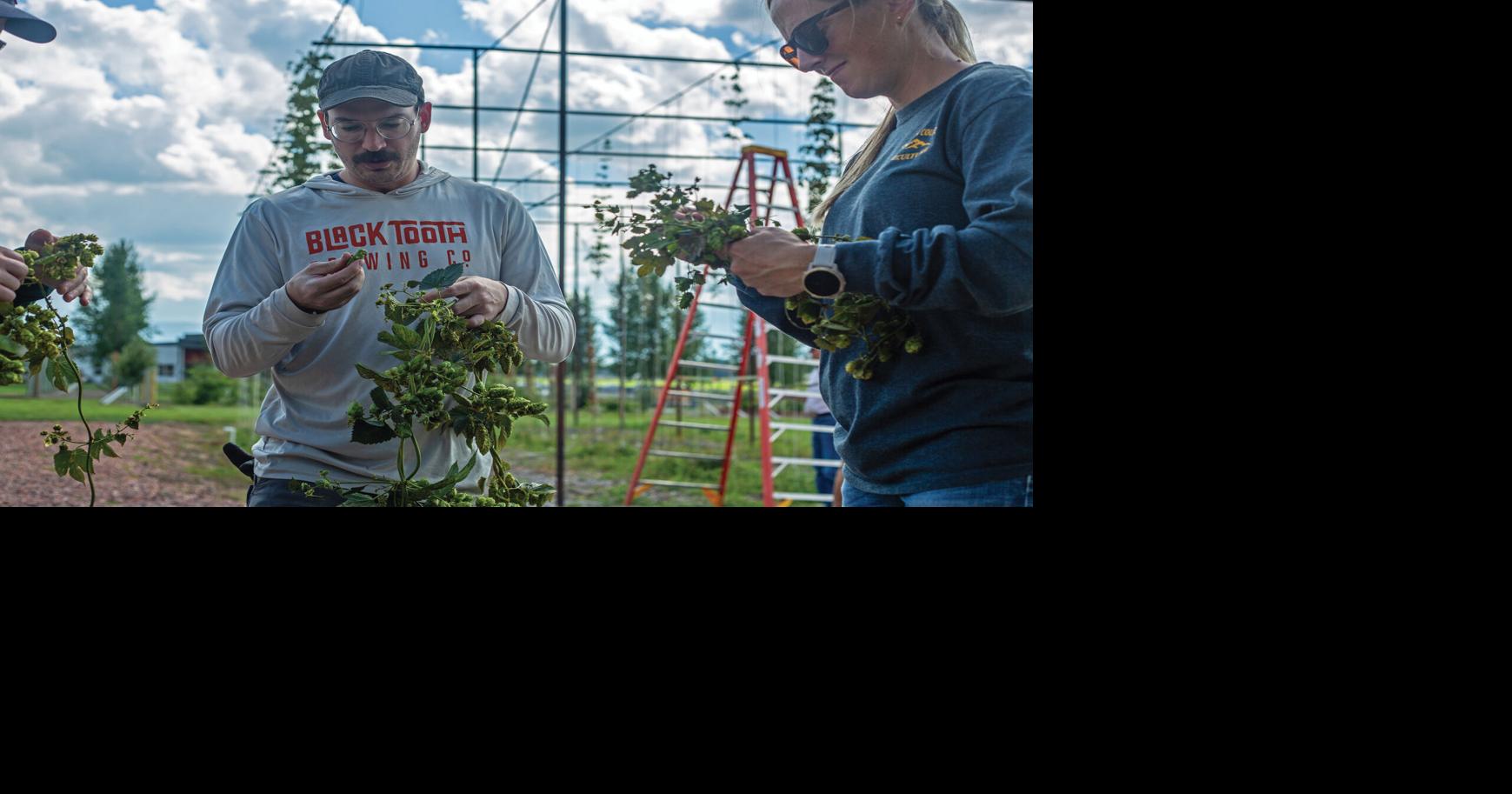 Miraculous hops harvest at Sheridan College exceeds expectations ...