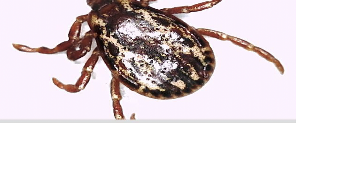 Citizens encouraged to submit specimens for tick blitz | People and ...