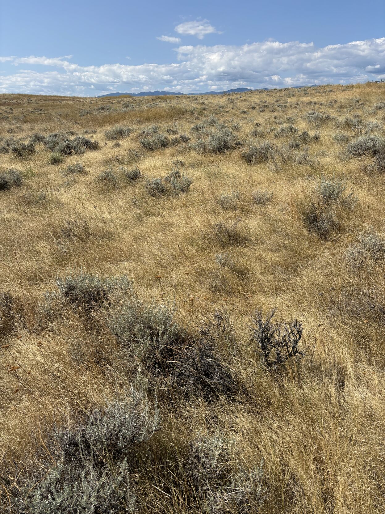 Root of the problem: Invasive grasses pose threat at Bighorns ...