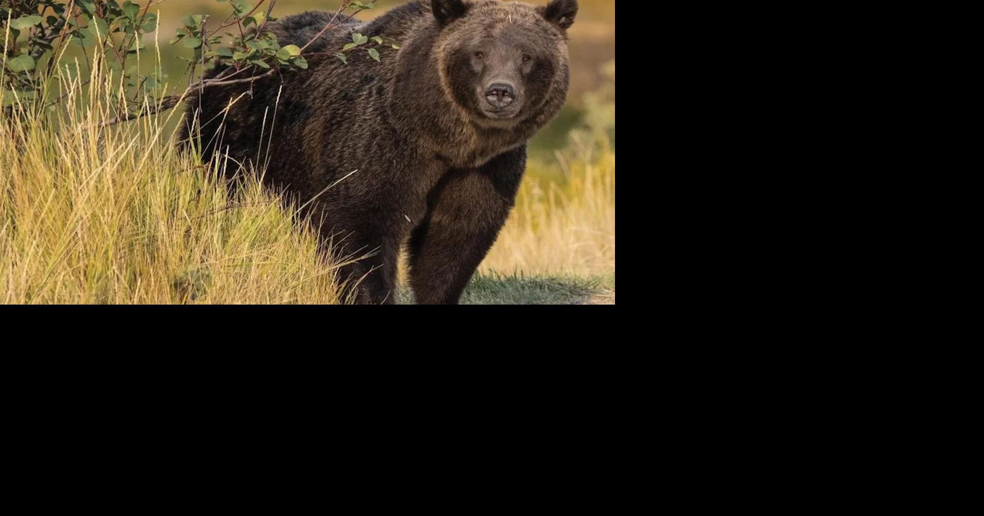 Will Yellowstone’s grizzly bears remain forever isolated? | Regional ...
