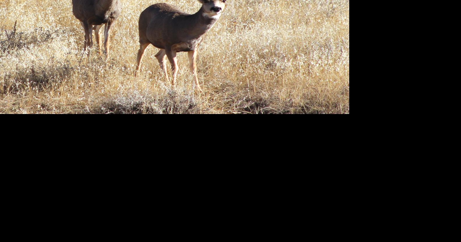 Bighorns contributing to Mule Deer Monitoring Project | Outdoors ...
