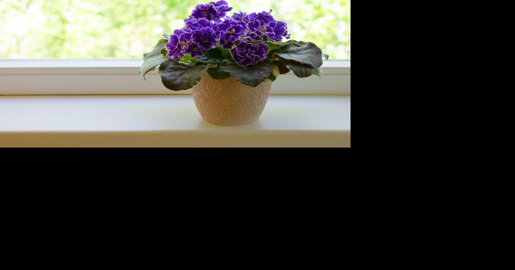 African violet show and sale set for this weekend | Local News ...