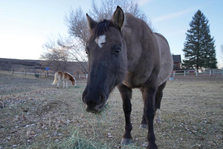 Horses, ponies display colorful ‘horse-nalities’ at CHAPS | Local News ...