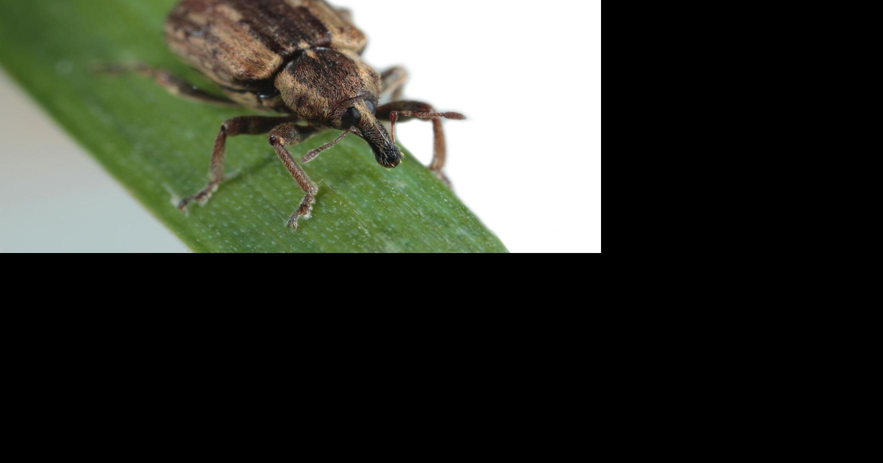 UW Extension staff recommend post-treatment scouting for alfalfa weevil ...