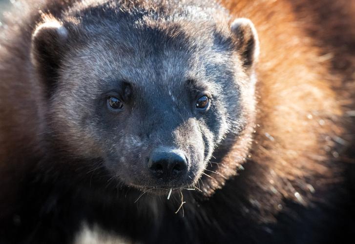 ZooMontana one of three zoos in nation with successful wolverine ...