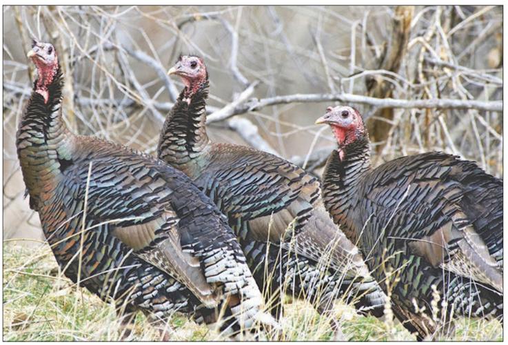 Wildlife, habitat may benefit from recent fire | Local News ...