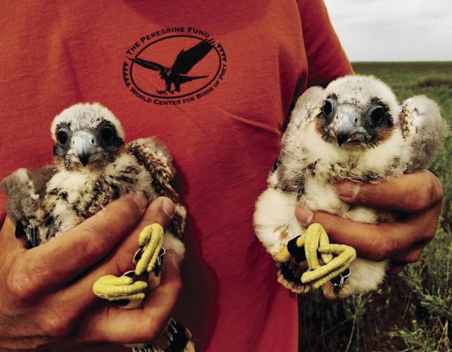 Never give up: Sheridan resident shares experiences reintroducing ...