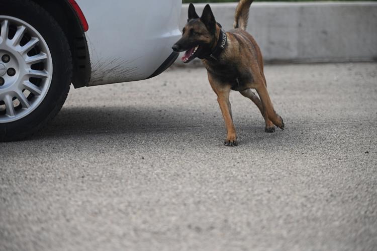 Paws on patrol: Ava one of two K9 units for Sheridan Police Department ...