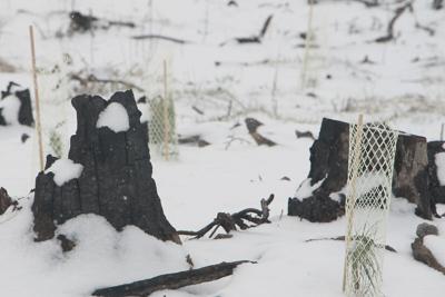 USFS plants new trees to replenish site of Fish Fire | Regional News ...