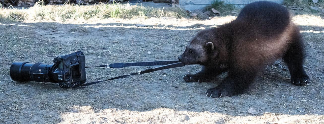 ZooMontana one of three zoos in nation with successful wolverine ...