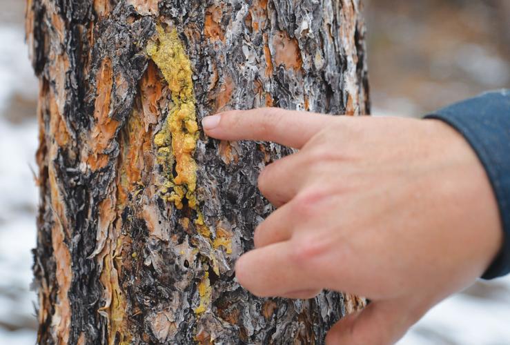 pine beetle trees affected