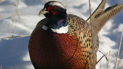Pheasant season open in northeast Wyoming | Local News ...