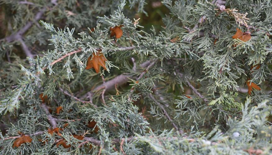 Column: Prevention, treatment of cedar-apple rust | Outdoors ...