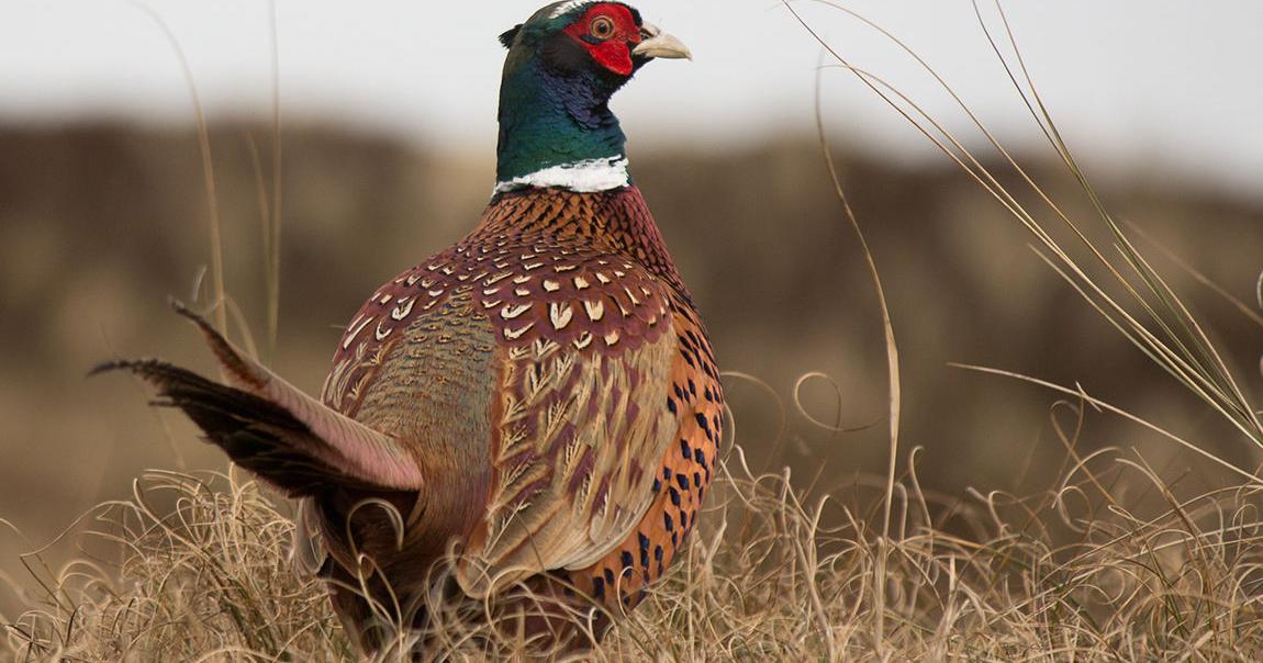 Youth pheasant hunt scheduled | Local News | thesheridanpress.com