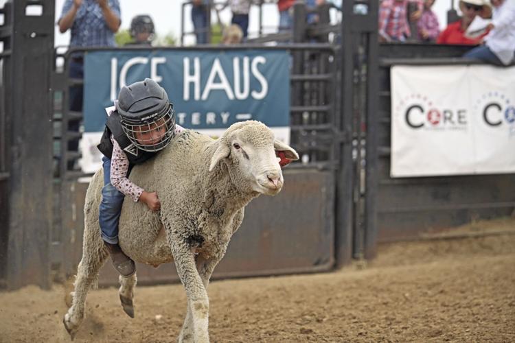 Inaugural Sheridan County Fair mutton bustin’ | Photo Galleries ...
