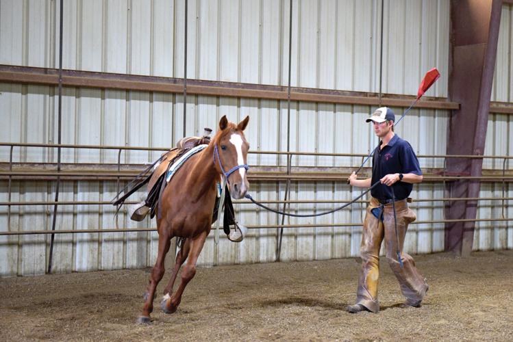 Polo ponies, staff ready for upcoming summer season | Local Sports ...