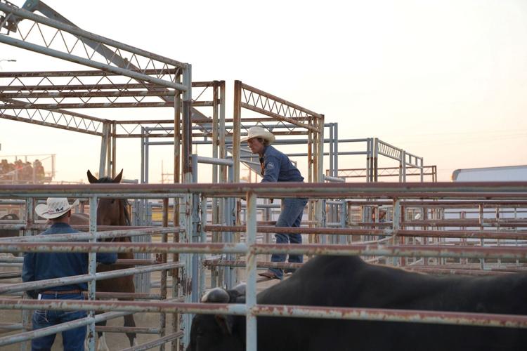 For stock contractors, Sheridan WYO Rodeo begins much earlier, with ...