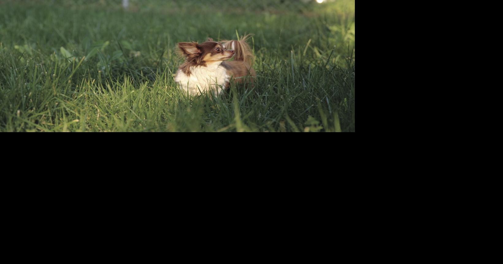 SPD, cat rescue share tips for safe keeping of pets during summer ...