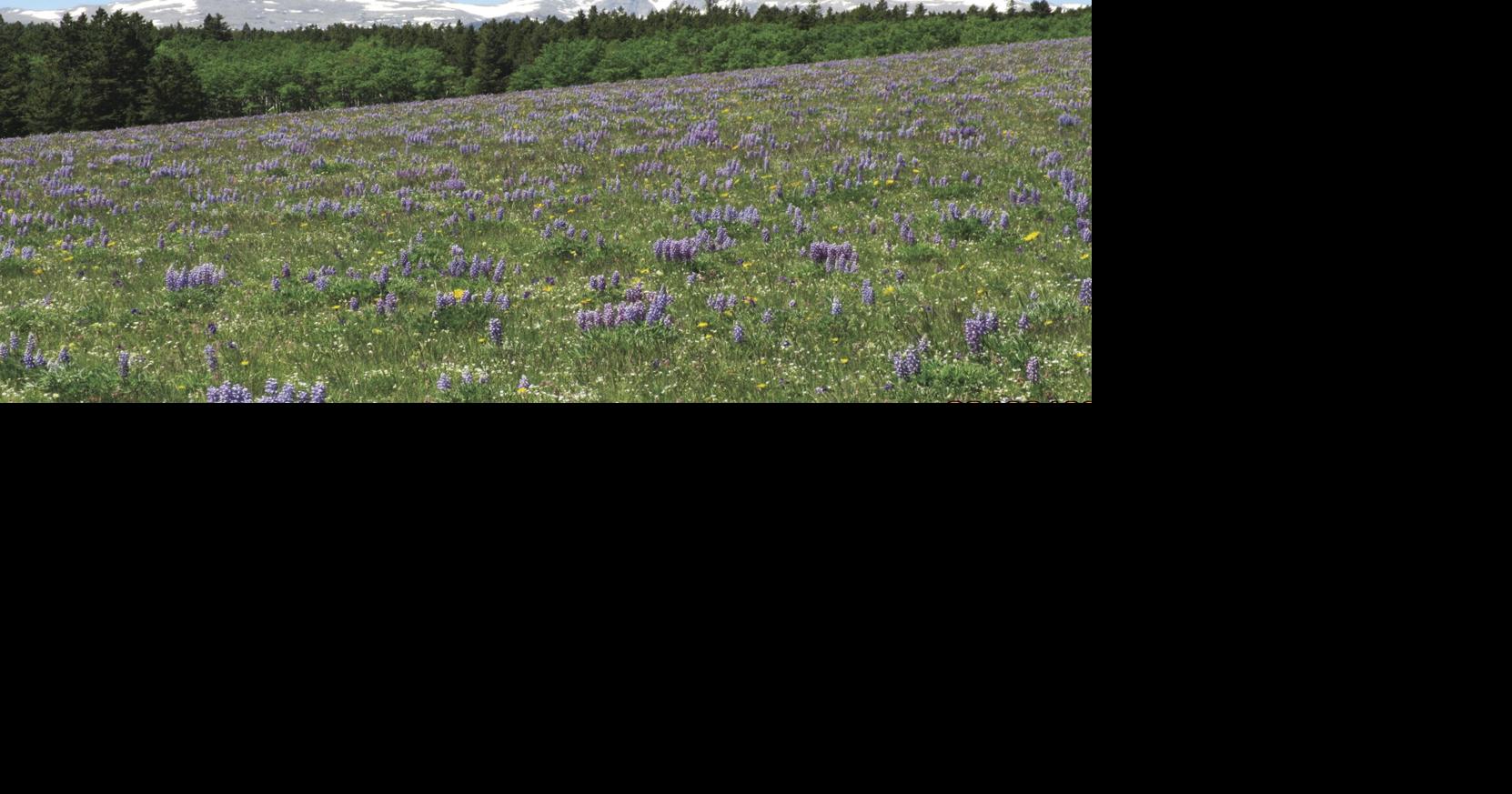 Native plant gardens bring life, color to Wyoming backyards | Local ...