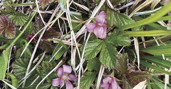 UW Extension releases new publications on growing native plants in ...