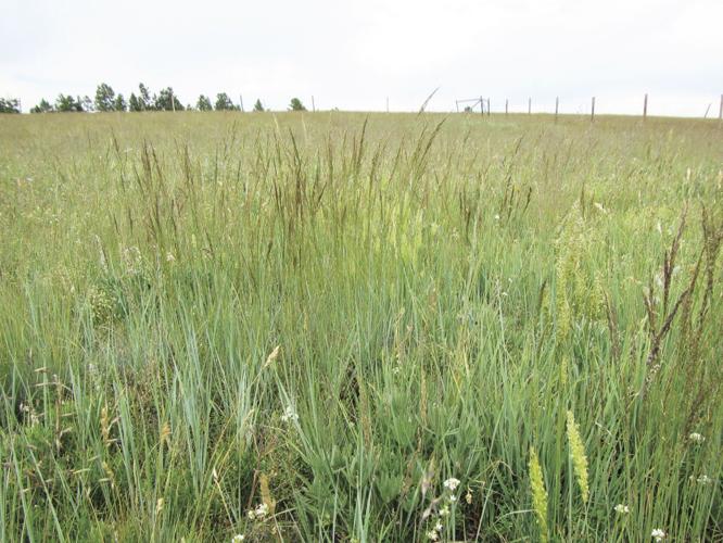 Native plant gardens bring life, color to Wyoming backyards | Local ...