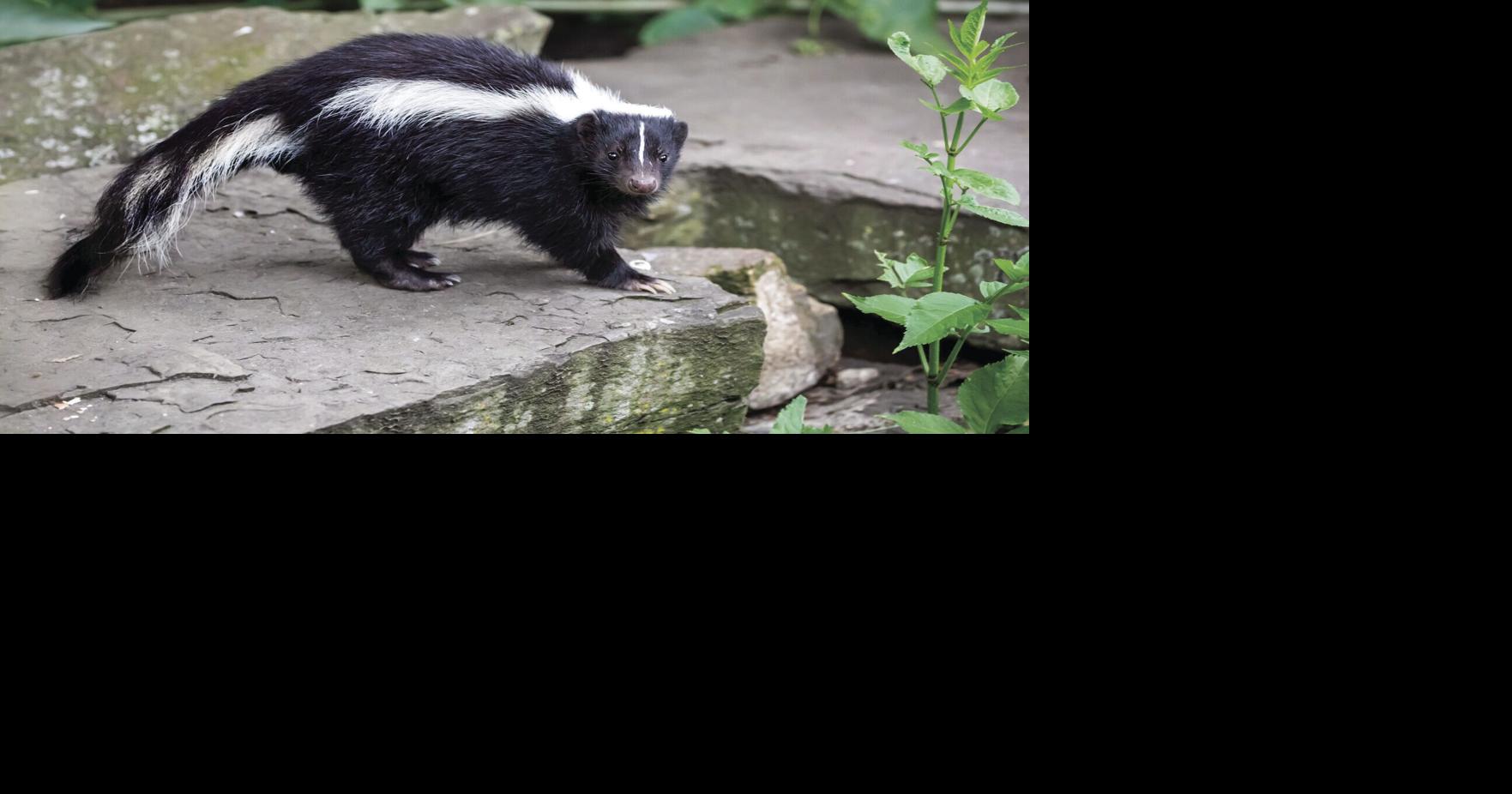 Surge in rabid skunks sparks attention for Sheridan County: 10 cases ...