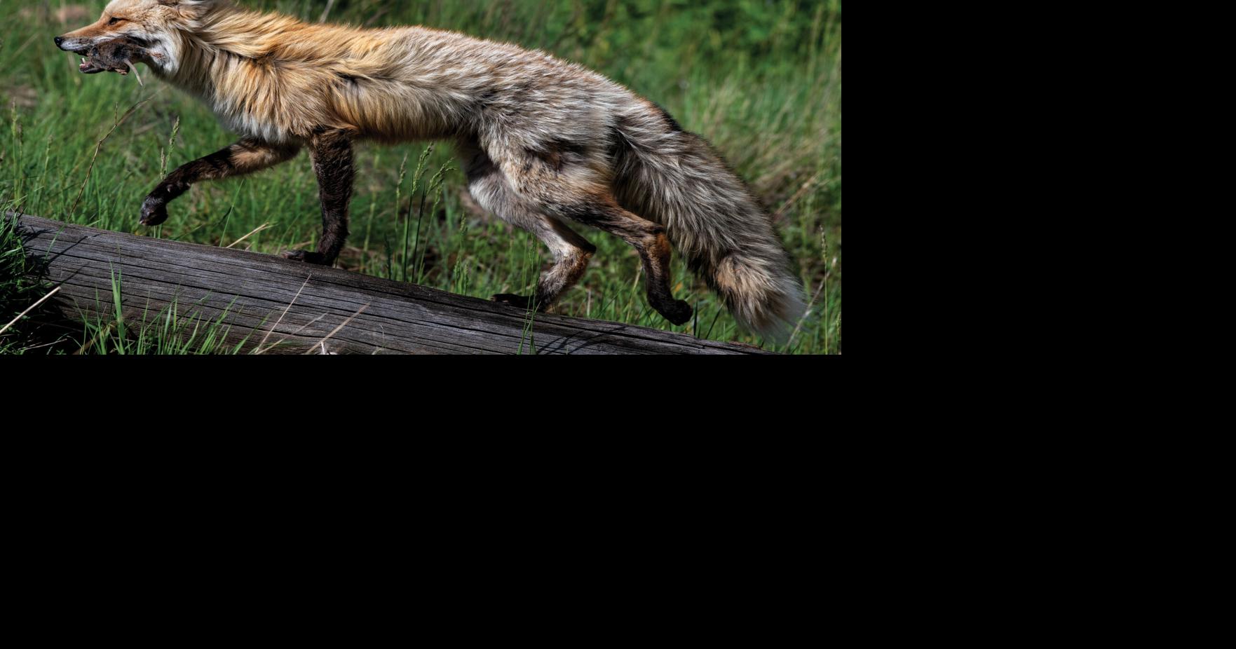Rare red fox subspecies thriving in Beartooth range | Regional News ...