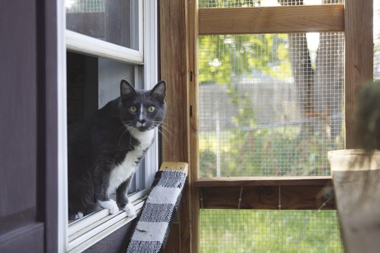 SPD, cat rescue share tips for safe keeping of pets during summer ...