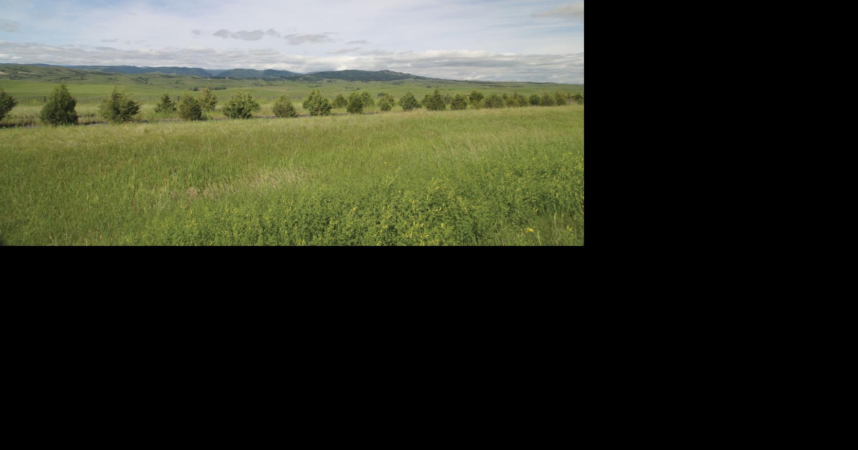 Sheridan County Conservation District Tree Program Spreads More Than