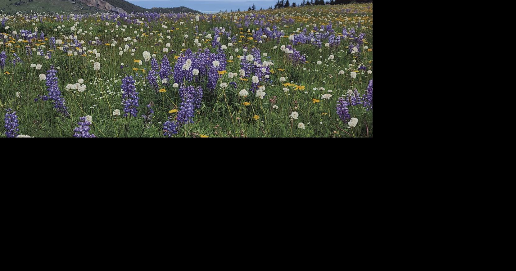 Column: Summer flies, so connect with nature | Columnists ...