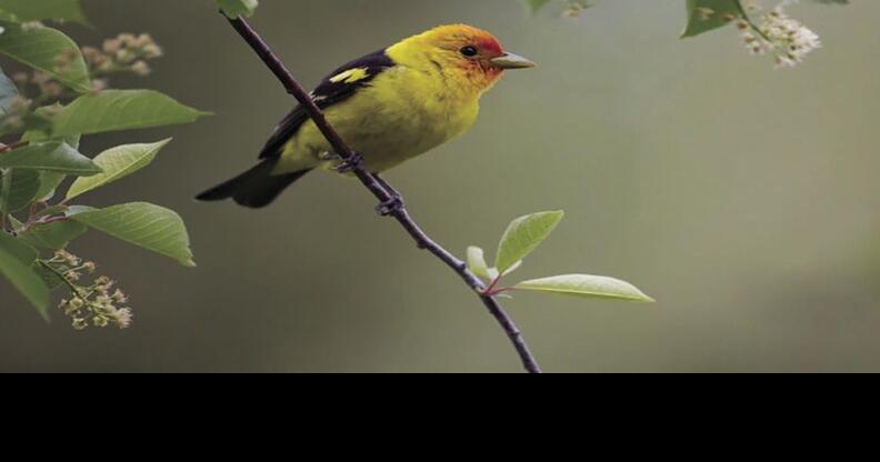 SCLT and Bighorn Audubon Society hosting bird walk | Local News ...