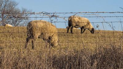 Feds to stock cows in lieu of sheep | Regional News | thesheridanpress.com