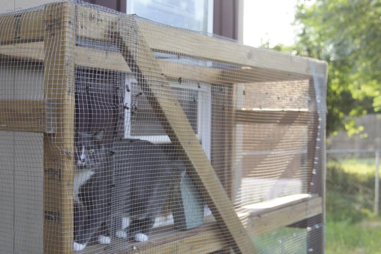 SPD, cat rescue share tips for safe keeping of pets during summer ...