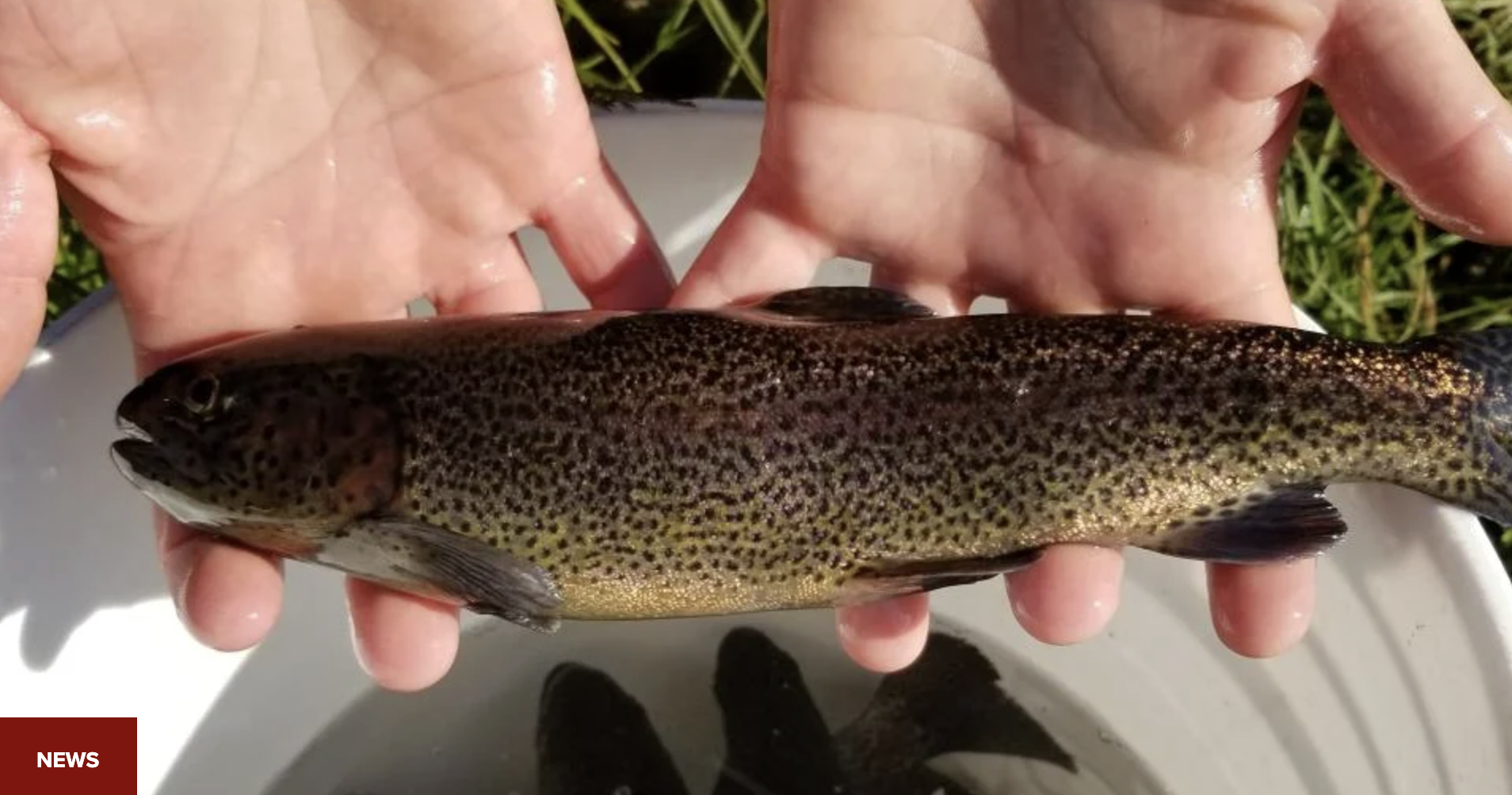 Whirling disease-resistant rainbow trout released in North Tongue River ...