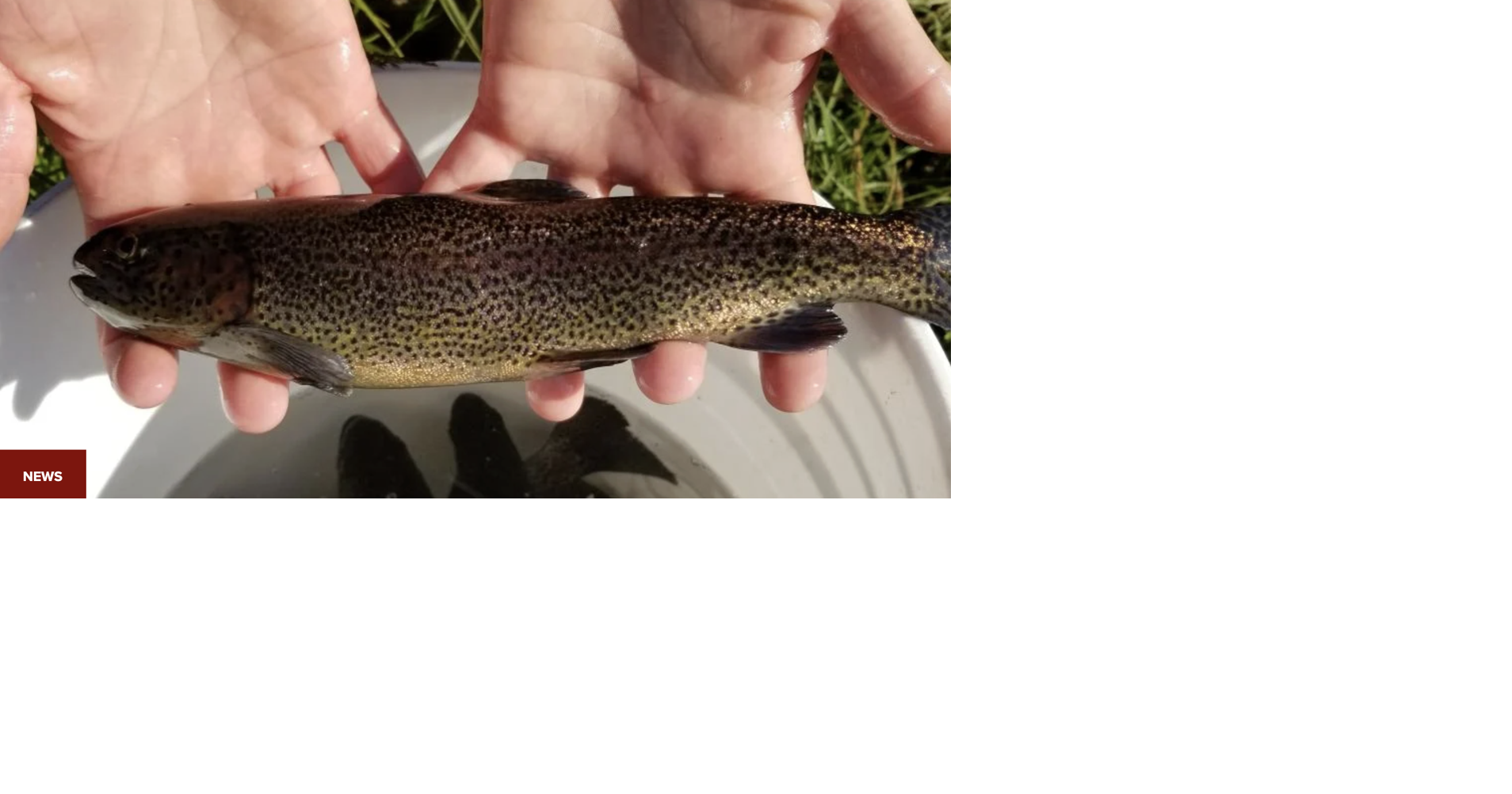 Whirling disease-resistant rainbow trout released in North Tongue River ...