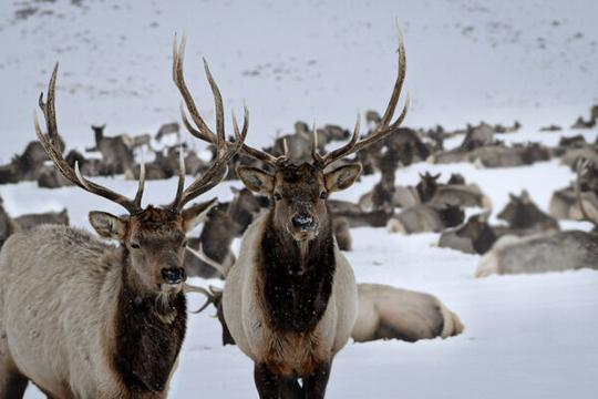 Wyoming Game and Fish reflects on 2025 | People and events ...