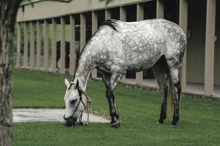 Flying H Polo battles rainy weather, gears up for season with adjusted ...