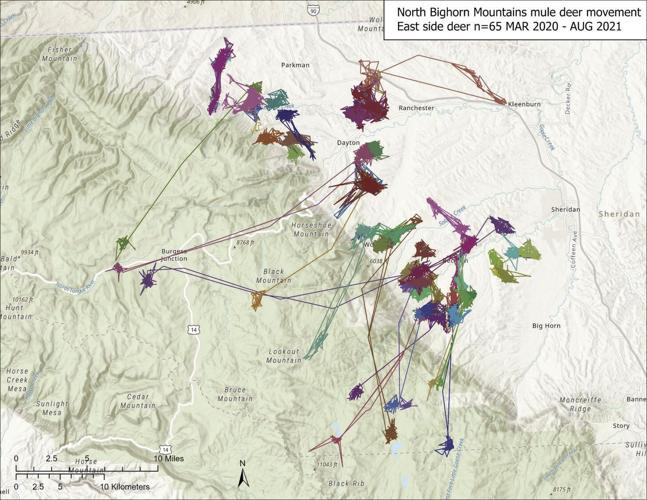 Study gives valuable insight into mule deer behavior | Outdoors ...