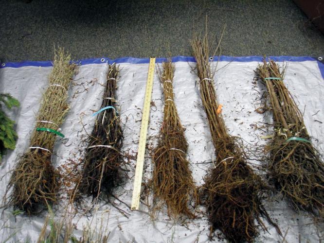 Sheridan County Conservation District Tree Program Spreads More Than