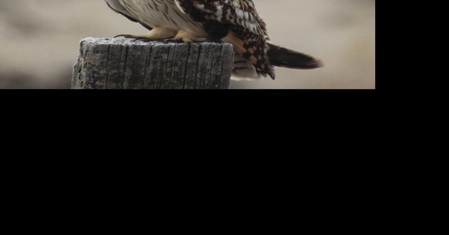 Column: Birds of the bighorns | Columnists | thesheridanpress.com