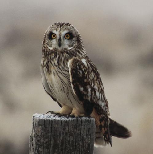 Column: Birds of the bighorns | Columnists | thesheridanpress.com