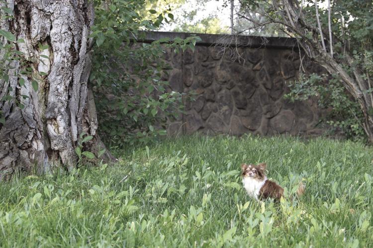 SPD, cat rescue share tips for safe keeping of pets during summer ...