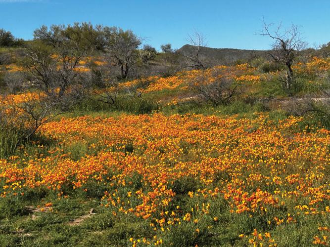 Column: Producing fruit of the Promised Land | Local entertainment ...