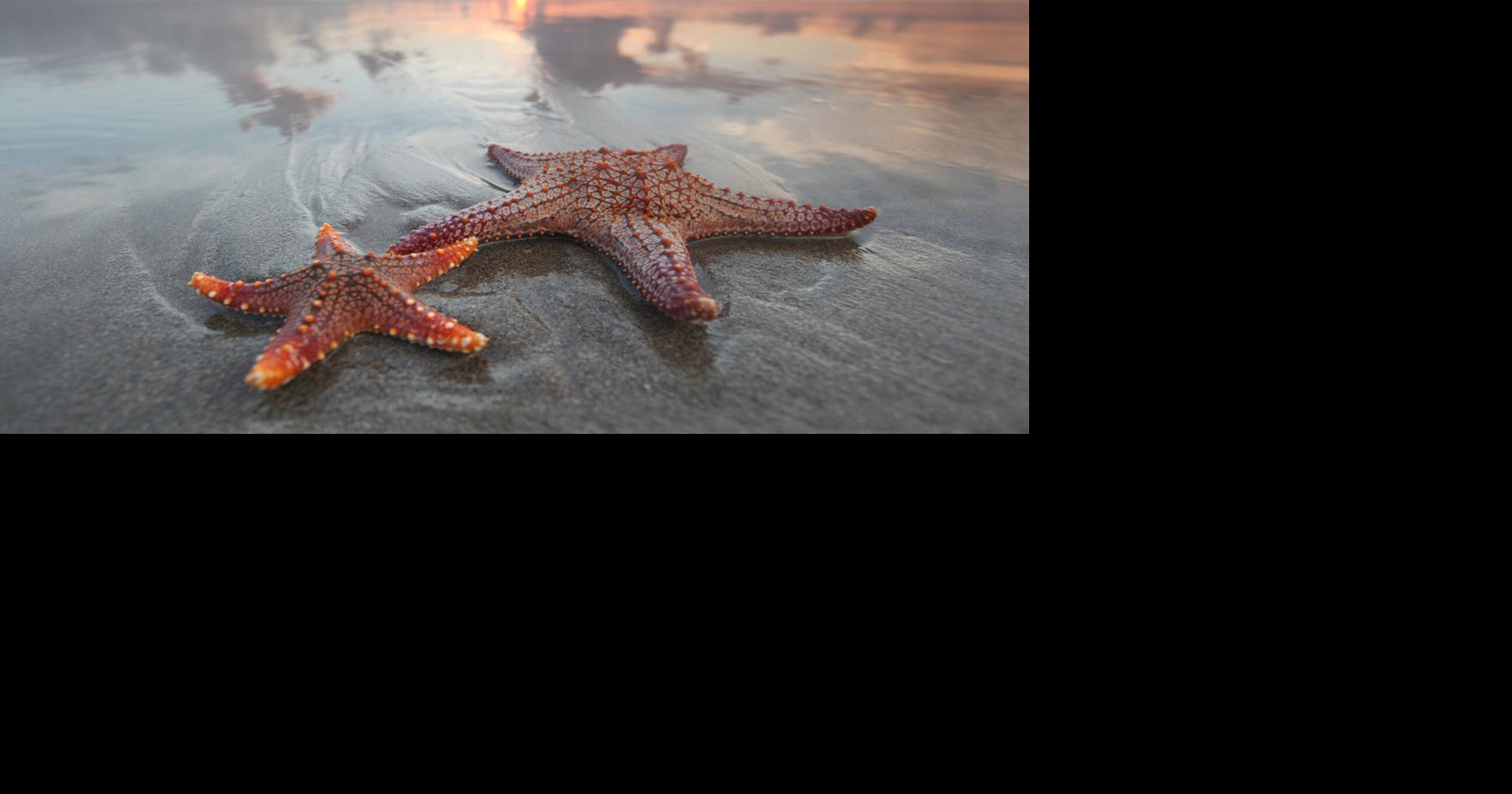 Column: Of starfish and small acts of kindness | Columnists ...
