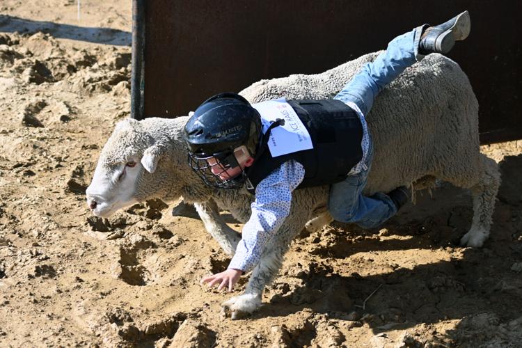 Sheridan County youth compete in second annual mutton bustin’ | Local ...