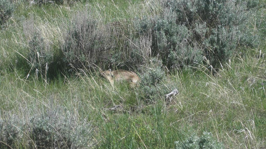 Scientists, advocates cheer ‘Path of the Pronghorn’ protections ...