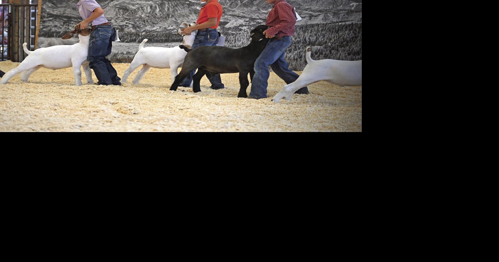 County fair wrap-up: Numbers slightly smaller from last year | Local ...